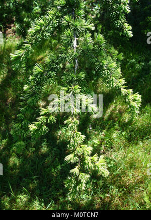 African Cedar (Cedrus atlantica) tree an evergreen tree with green pine ...