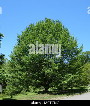 Carpinus betulus, commonly known as European hornbeam, is a deciduous ...