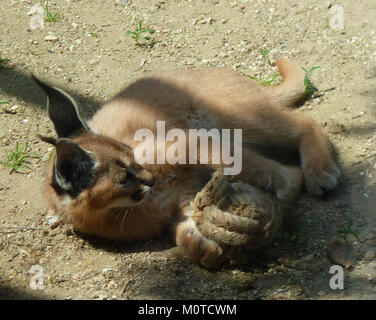The Caracal (Caracal caracal) is a wild cat native to Africa, the ...