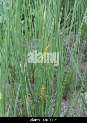 An image of Carex rostrata, a species of sedge, shown in a herbarium ...