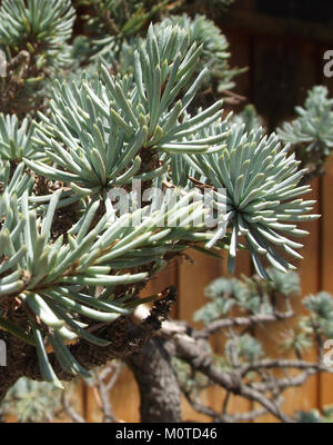 African Cedar (Cedrus atlantica) tree an evergreen tree with green pine ...