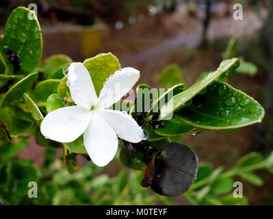 Carissa macrocarpa 'Fancy' is a variety of the Natal plum, grown at the ...