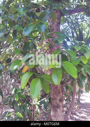 Cassine orientalis, commonly known as Bois d'Olive, is a tree species ...