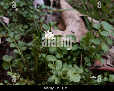 *Cardamine hirsuta*, also known as hairy bittercress, is shown in Plate ...