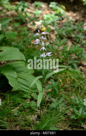 Cephalanthera rubra, known as the Red helleborine Stock Photo - Alamy