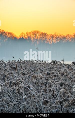 Dry plants in the winter sunny forest Stock Photo - Alamy