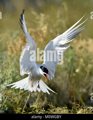 A closeup of an isolated arctic tern, Sterna paradisaea flying against ...
