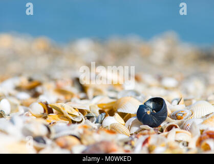 Shells of many types and sizes on the beach Stock Photo - Alamy
