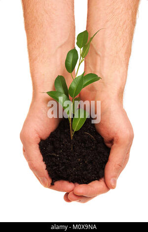 Tree shoot in hand as a symbol of nature potection Stock Photo - Alamy