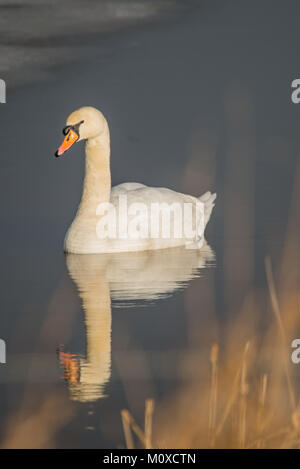 Loch of Strathbeg, Scotland Stock Photo - Alamy