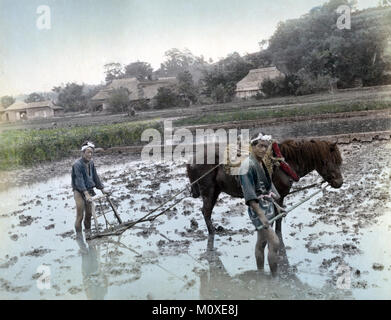 [ c. 1890s Japan - Japanese Farmers Threshing Rice ] — A woman is ...