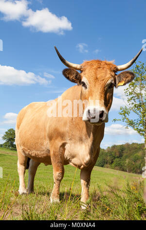 Curious brown Parthenaise or Parthenais beef cow looking at camera in a ...
