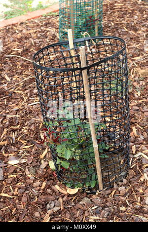 Protecting rose plants using hard wire cage to protect the plants from ...