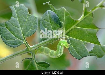 France, Morbihan, Vannes, Lepidoptera, Noctuidae, Caterpillar of Tomato ...