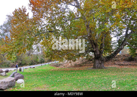 Pinchot Sycamore Simsbury, Connecticut, USA Stock Photo - Alamy