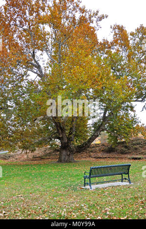 Pinchot Sycamore Simsbury, Connecticut, USA Stock Photo - Alamy
