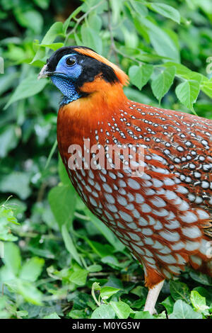 Tragopan satyra; Satyr tragopan; male Stock Photo: 75331613 - Alamy