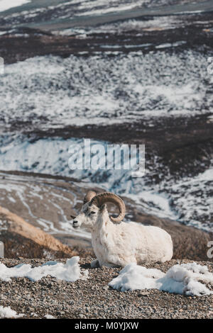 Ram relaxing on snowy mountain Stock Photo - Alamy