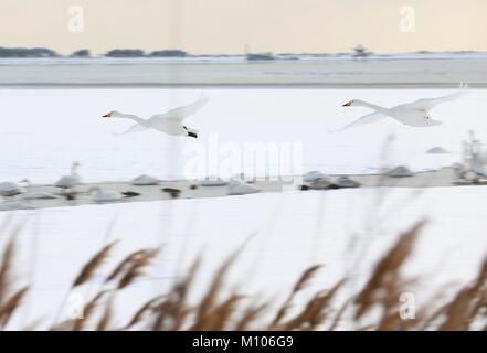Swans gather at a lake in Rongcheng City, east China's Shandong ...