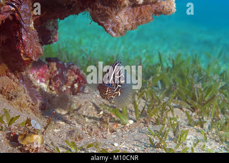 Sixline Soapfish (Grammistes sexlineatus) under coral reef Stock Photo ...