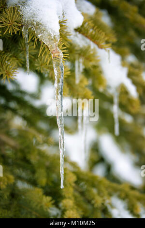 Icicle close up with detail on frozen waterfall. Ice spike hanging can ...