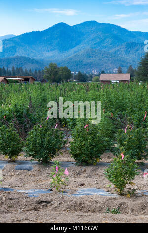 Hemp farming near Ashland, Oregon Stock Photo - Alamy