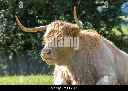 Hairy cow woolly highland cattle cows shaggy long horn horns bulls ...