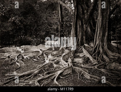 Figus Elastica, india rubber tree, Ceylon, c.1880's Stock Photo - Alamy