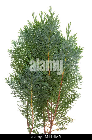 top view of thuja plant isolated on white background Stock Photo - Alamy