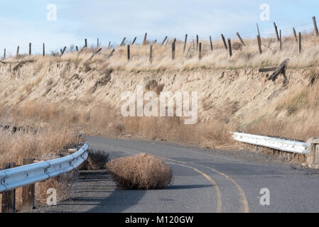 Tumbleweed on the Rieth Road in rural Eastern Oregon Stock Photo - Alamy