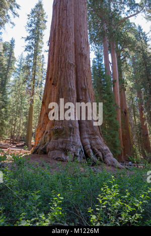 Side view of the General Sherman Seuqoia tree, Sequoia National Park ...