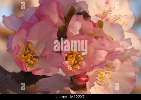 Pink flowering almond tree, Israel Stock Photo - Alamy