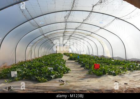 Industrial greenhouse with rows of cultivation Stock Photo: 167124813 ...