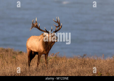 Large Bull Tule Elk roaming the marshes of Grizzly Island Wildlife Area ...