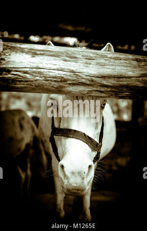 Beautiful white horse in paddock Stock Photo - Alamy