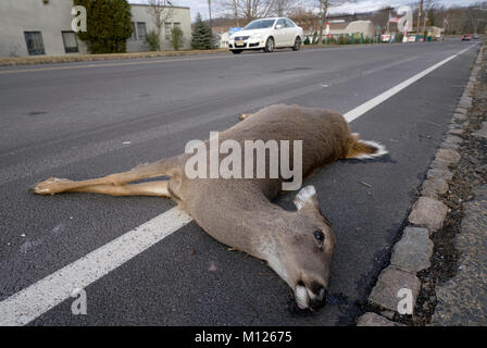 A closed up view of a dead deer hit by a car lying at roadside with ...
