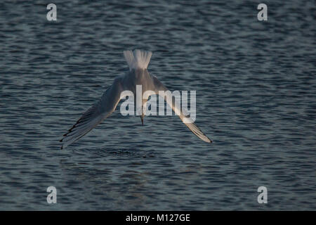 Mediterranean Gull diving into water to catch fish Stock Photo - Alamy