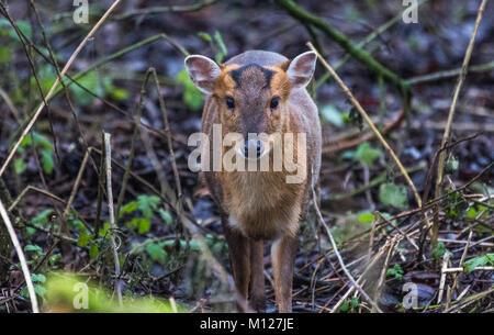 A cute Indian muntjac (Muntiacus muntjak), also called red muntjac and ...