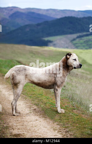 big white guarding alabai dog Stock Photo - Alamy
