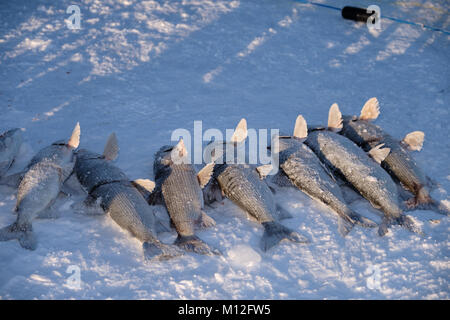 Frozen fish from Great Slave Lake Stock Photo - Alamy