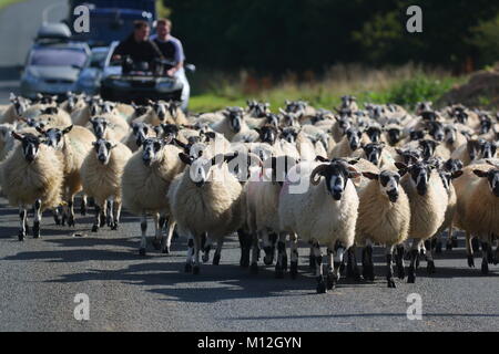 Flock of sheep blocking rural road holding up tourists in a camper van ...