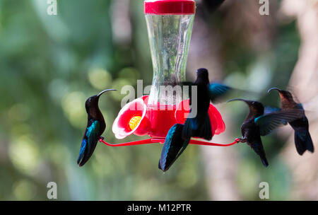 The Humming birds , colibris seen on Martinique island Stock Photo - Alamy