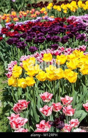 blossoming tulips in spring Stock Photo - Alamy