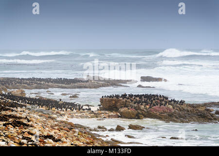 Cape cormorant (Phalacrocorax capensis), colony at the coast, South ...