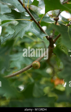 Acorn Pin oak Quercus palustris Stock Photo - Alamy
