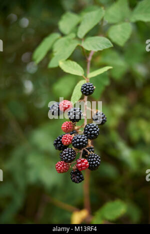 Wild Blackberry (Rubus ulmifolius) with fruits Stock Photo - Alamy