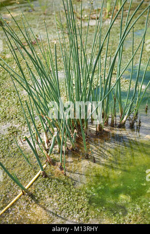 Common tule, Hardstem tule, Tule rush, Hardstem bulrush, Viscid Stock ...