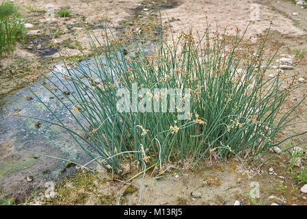 Common tule, Hardstem tule, Tule rush, Hardstem bulrush, Viscid Stock ...