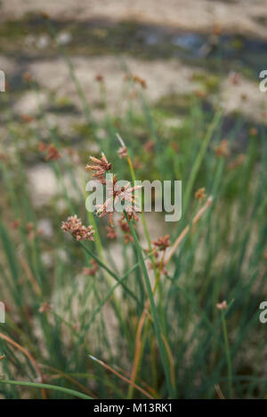 Common tule, Hardstem tule, Tule rush, Hardstem bulrush, Viscid bulrush ...