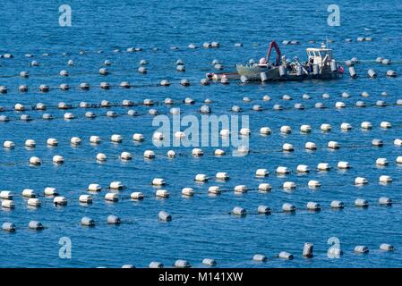 Mussel Farm Killary Harbour Stock Photo - Alamy